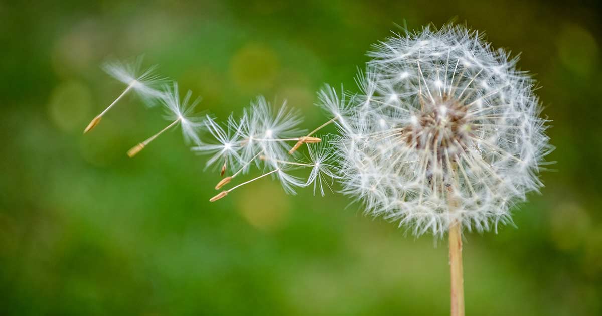 Mild winters make for longer allergy seasons | Ohio State University ...