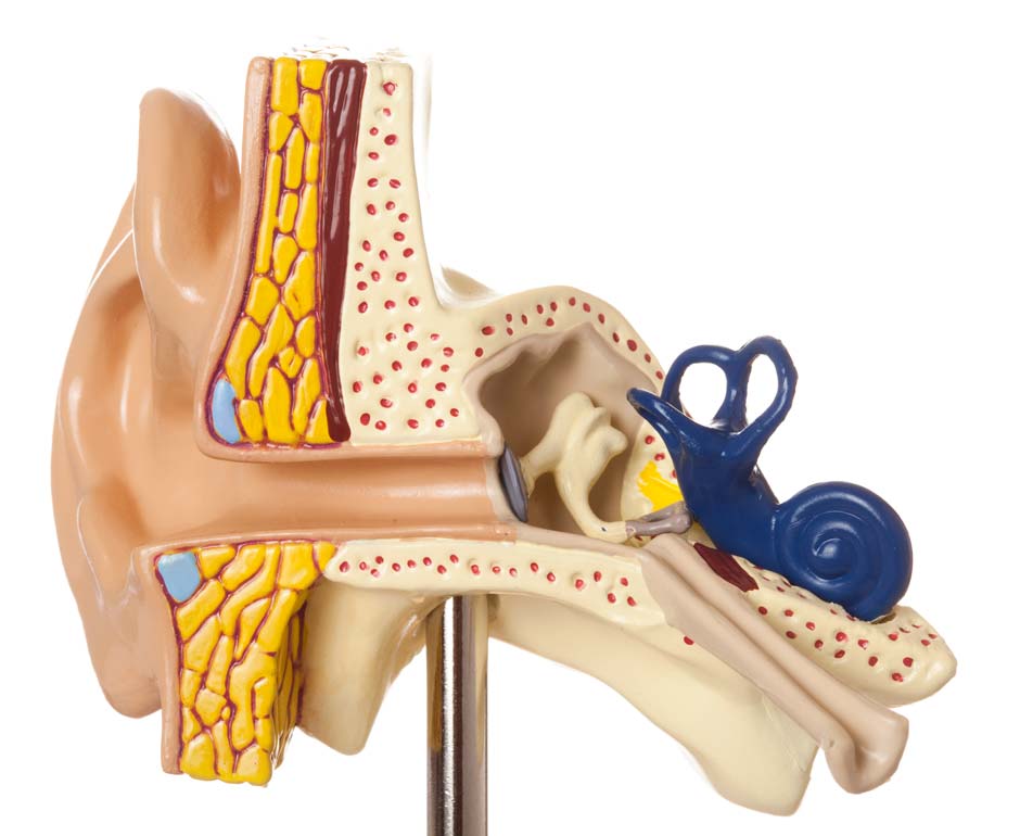 Labyrinthitis and Vestibular Neuritis | Ohio State Medical Center